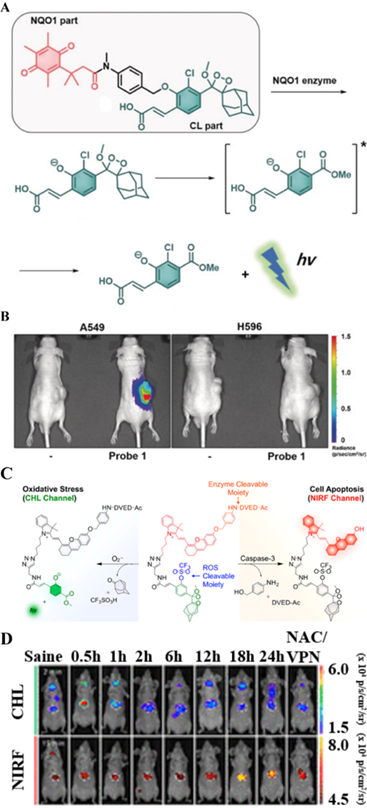Activated molecular probes for enzyme recognition and detection