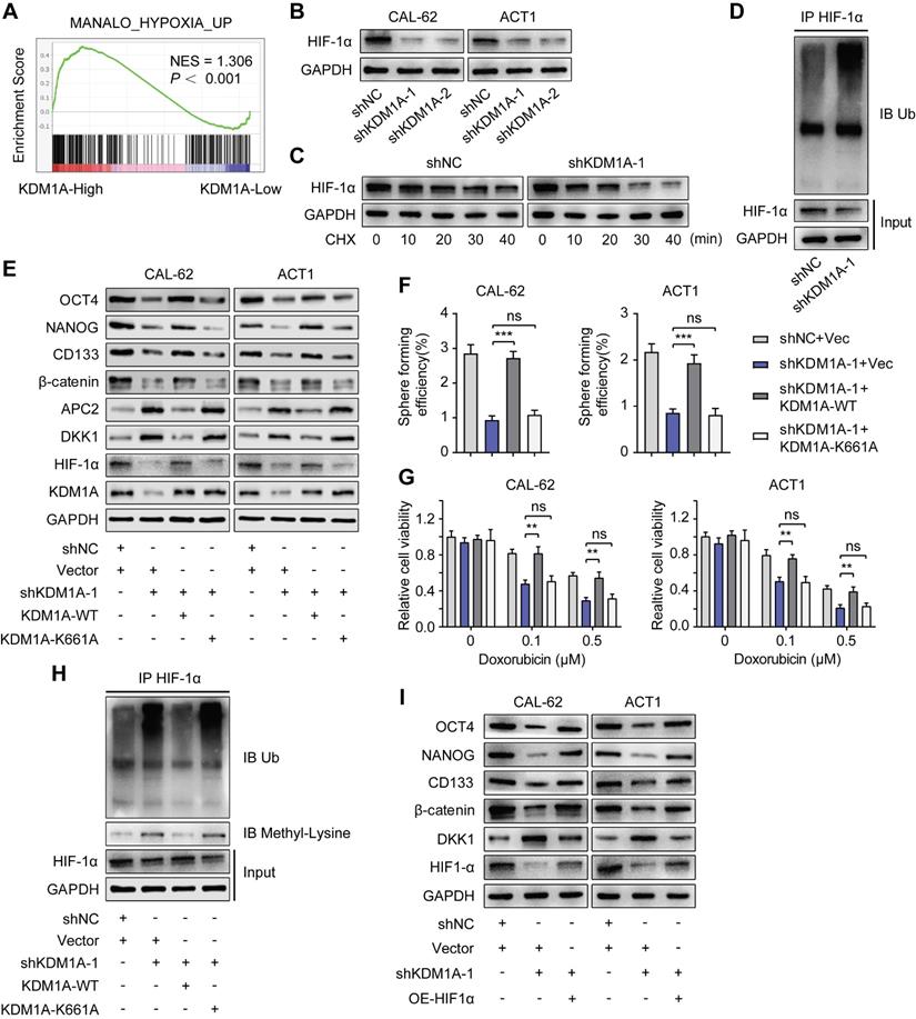 KDM1A promotes thyroid cancer progression and maintains stemness ...