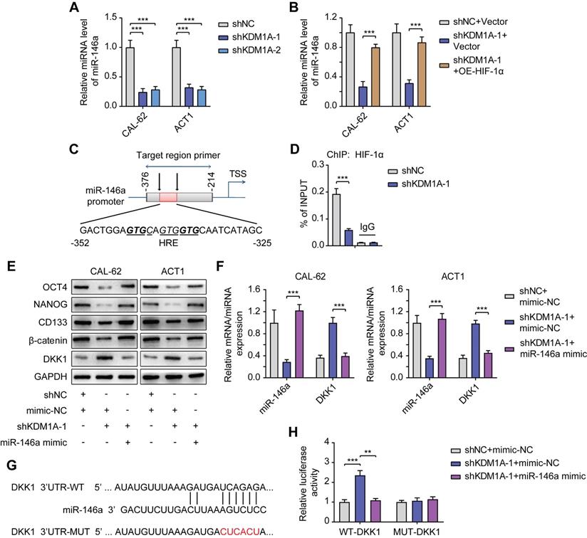 KDM1A promotes thyroid cancer progression and maintains stemness ...