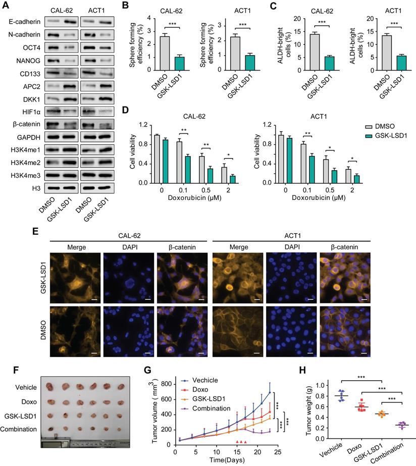 KDM1A promotes thyroid cancer progression and maintains stemness ...