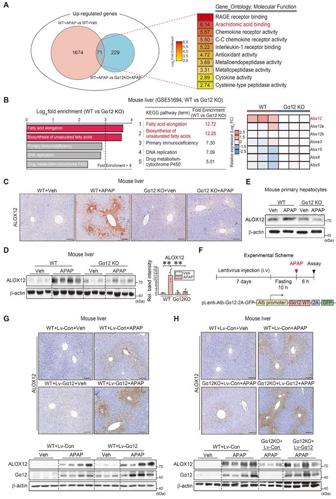 Gα12 overexpression in hepatocytes by ER stress exacerbates acute liver ...