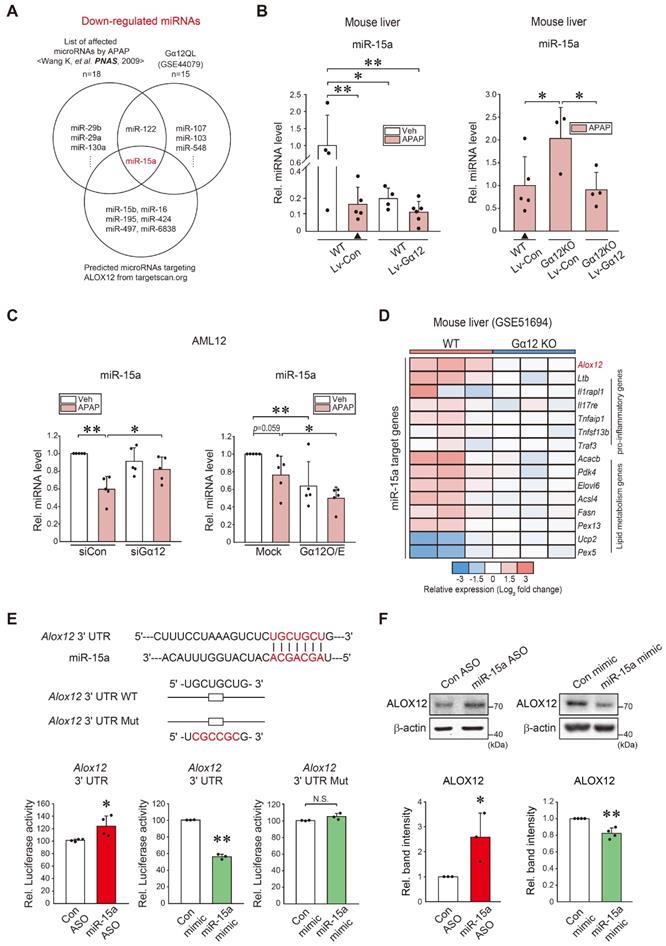 Gα12 overexpression in hepatocytes by ER stress exacerbates acute liver ...