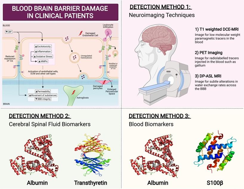 Pathophysiology of blood brain barrier dysfunction during chronic ...