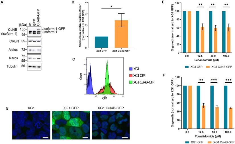 Comprehensive characterization of the epigenetic landscape in Multiple ...