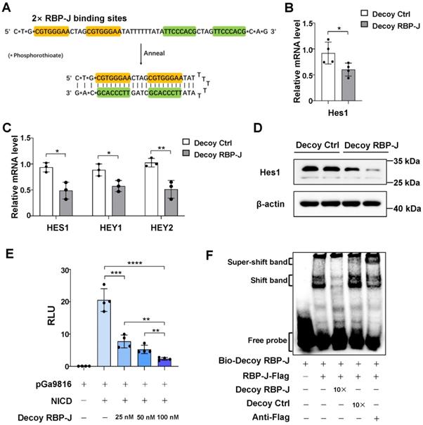 Exosome-mediated delivery of RBP-J decoy oligodeoxynucleotides ...