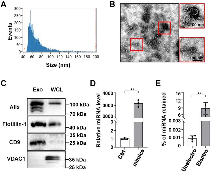 Exosome-mediated delivery of RBP-J decoy oligodeoxynucleotides ...