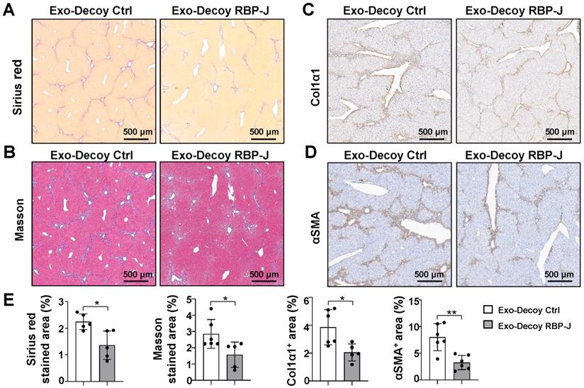 Exosome-mediated delivery of RBP-J decoy oligodeoxynucleotides ...
