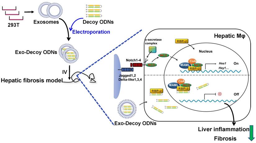Exosome-mediated delivery of RBP-J decoy oligodeoxynucleotides ...