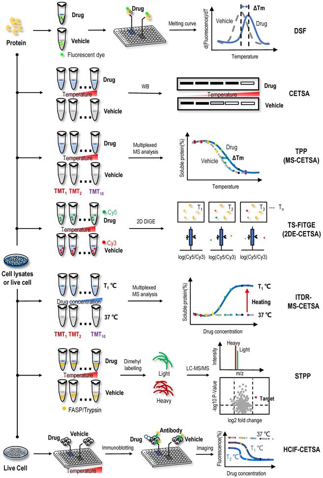 An update of label-free protein target identification methods for ...