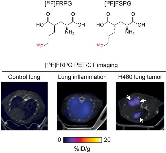 Radiotracer stereochemistry affects substrate affinity and kinetics for ...
