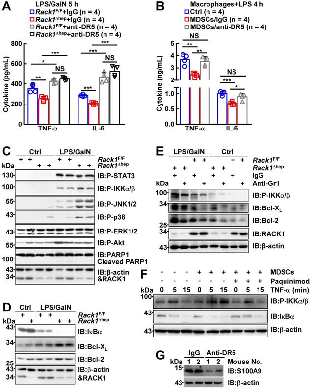 Hepatic RACK1 deficiency protects against fulminant hepatitis through ...
