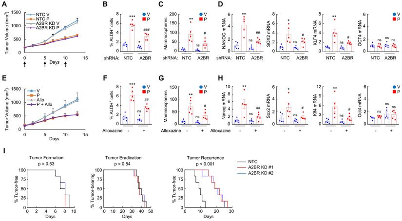 Chemotherapy-induced adenosine A2B receptor expression mediates ...