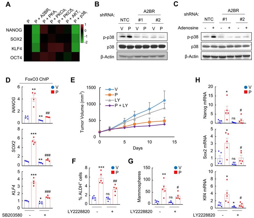 Chemotherapy-induced adenosine A2B receptor expression mediates ...
