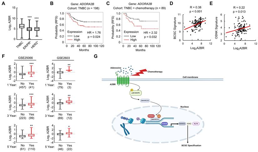 Chemotherapy-induced adenosine A2B receptor expression mediates ...