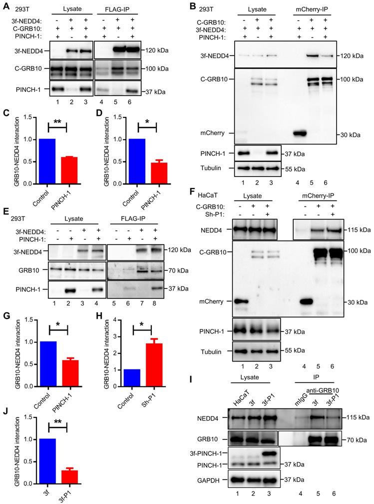PINCH-1 promotes IGF-1 receptor expression and skin cancer progression ...