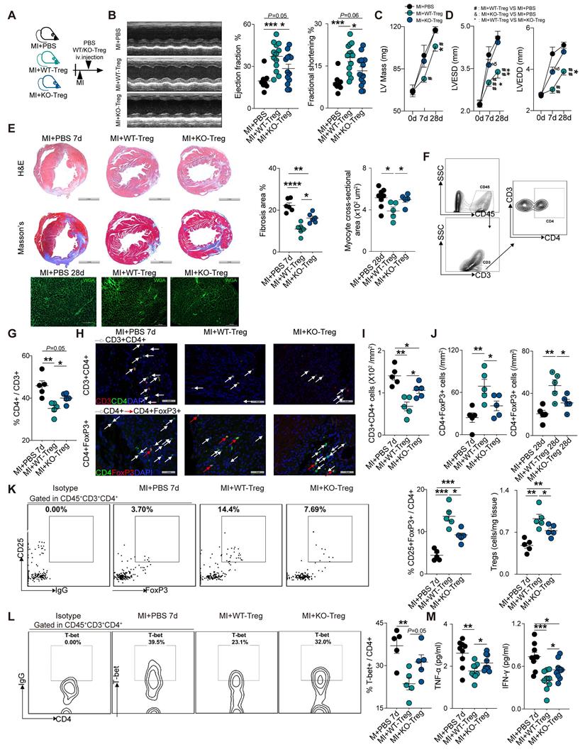 CD4+FoxP3+CD73+ regulatory T cell promotes cardiac healing post ...