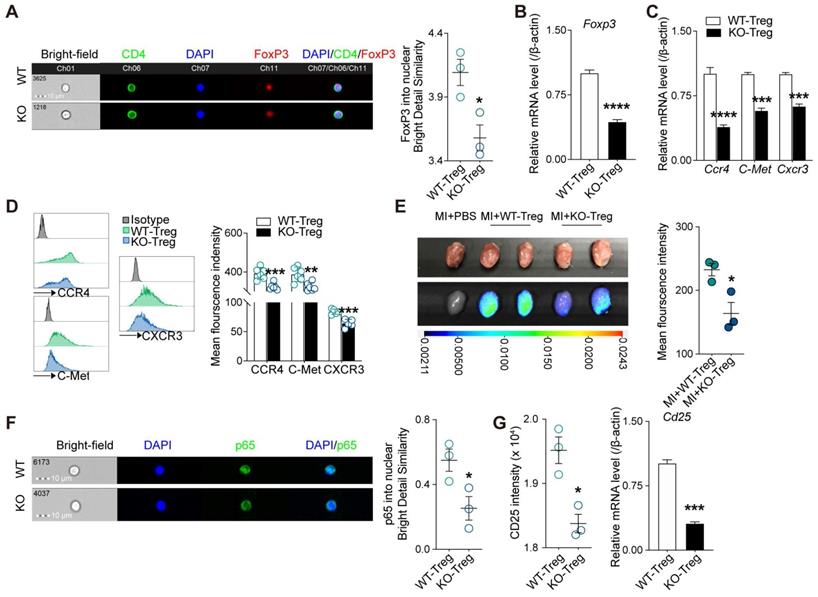 CD4+FoxP3+CD73+ regulatory T cell promotes cardiac healing post ...