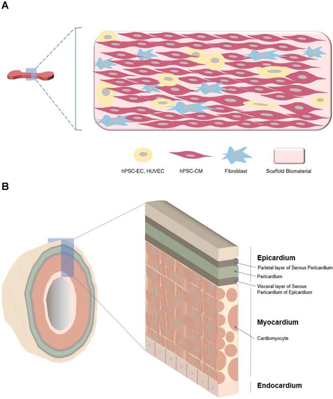 From engineered heart tissue to cardiac organoid