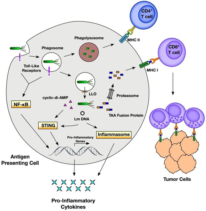 Emulating interactions between microorganisms and tumor ...