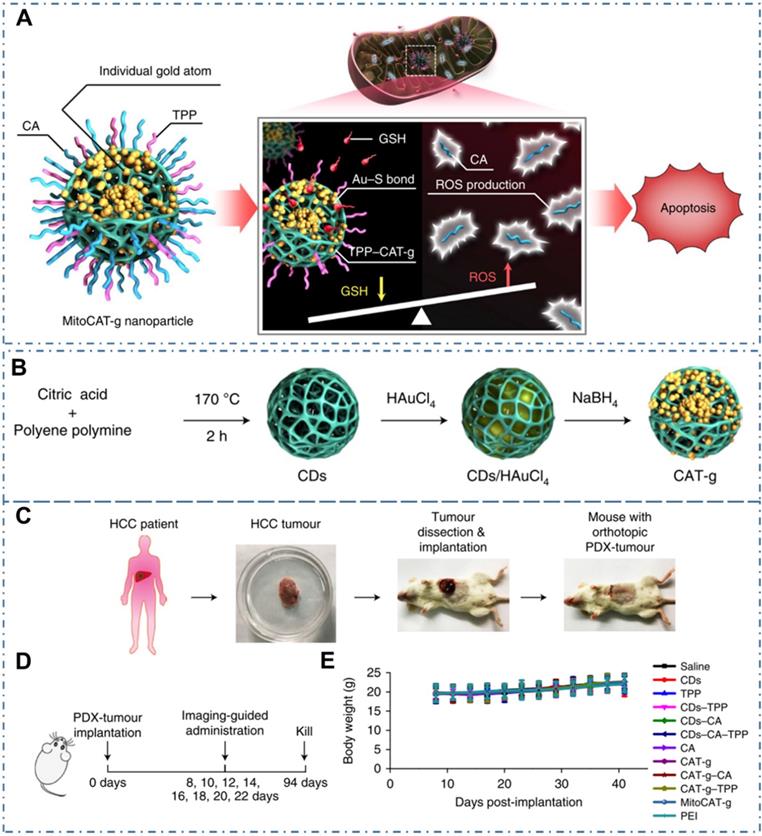 Recent progress of carbon dots in targeted bioimaging and cancer therapy