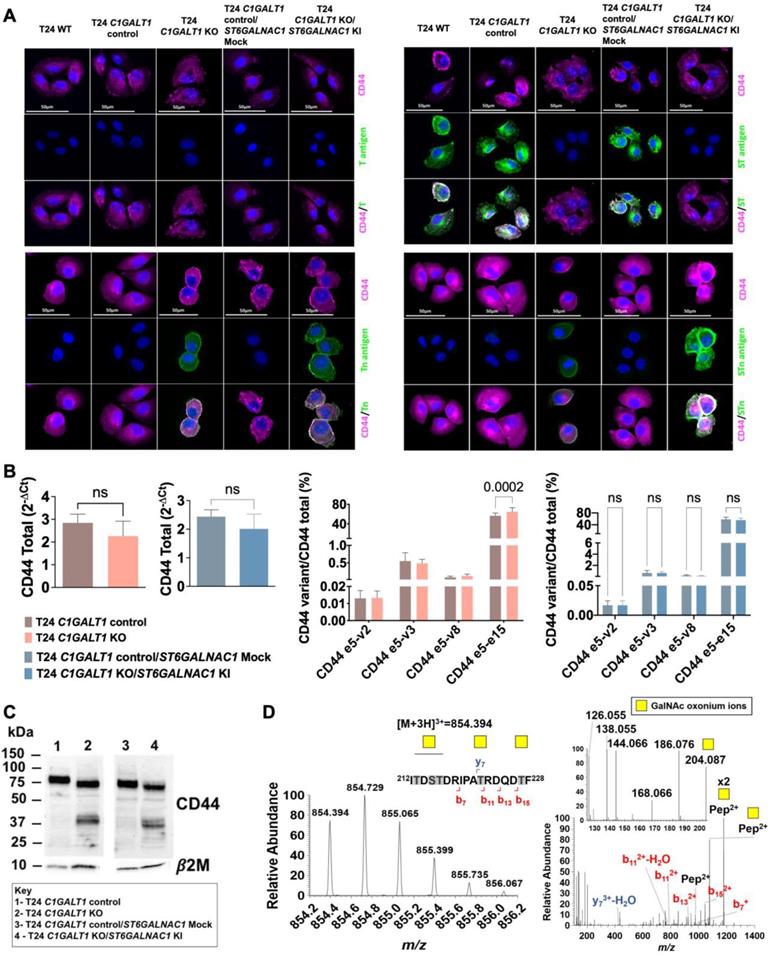 Glycoproteogenomics characterizes the CD44 splicing code associated ...