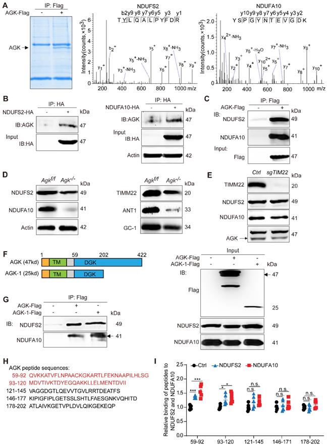 AGK regulates the progression to NASH by affecting mitochondria complex ...