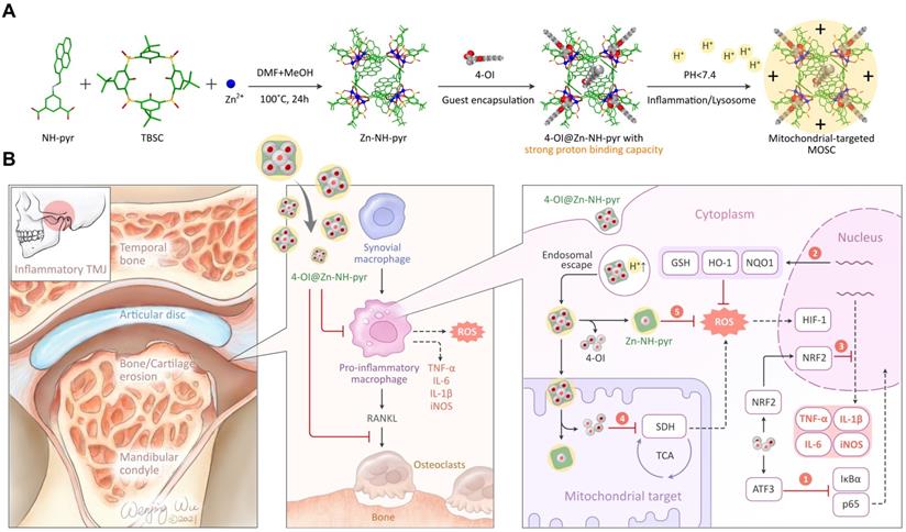 Mitochondria-targeted supramolecular coordination container ...