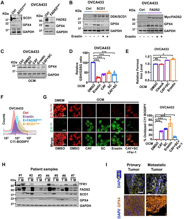 SCD1/FADS2 fatty acid desaturases equipoise lipid metabolic activity ...