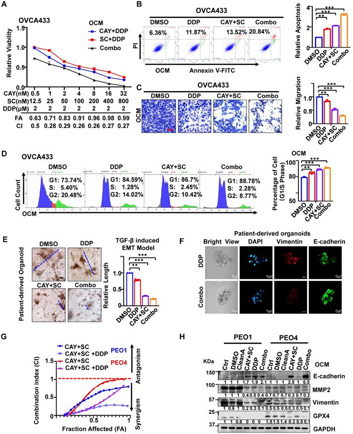 SCD1/FADS2 fatty acid desaturases equipoise lipid metabolic activity ...