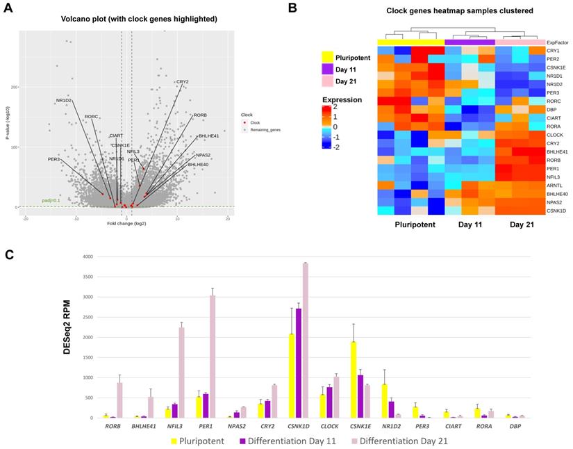 Development of human cartilage circadian rhythm in a stem cell ...