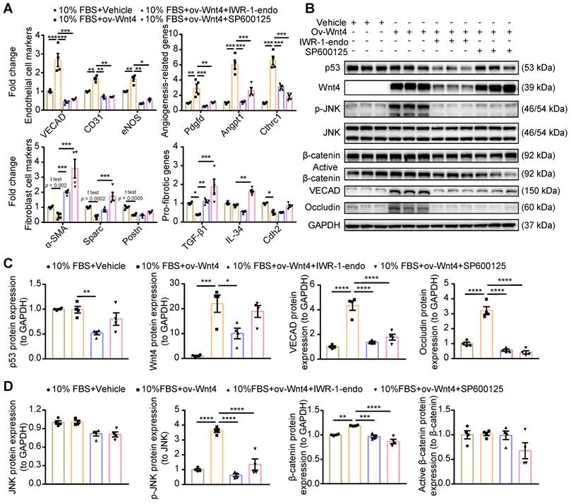 Wnt4 is crucial for cardiac repair by regulating mesenchymal ...