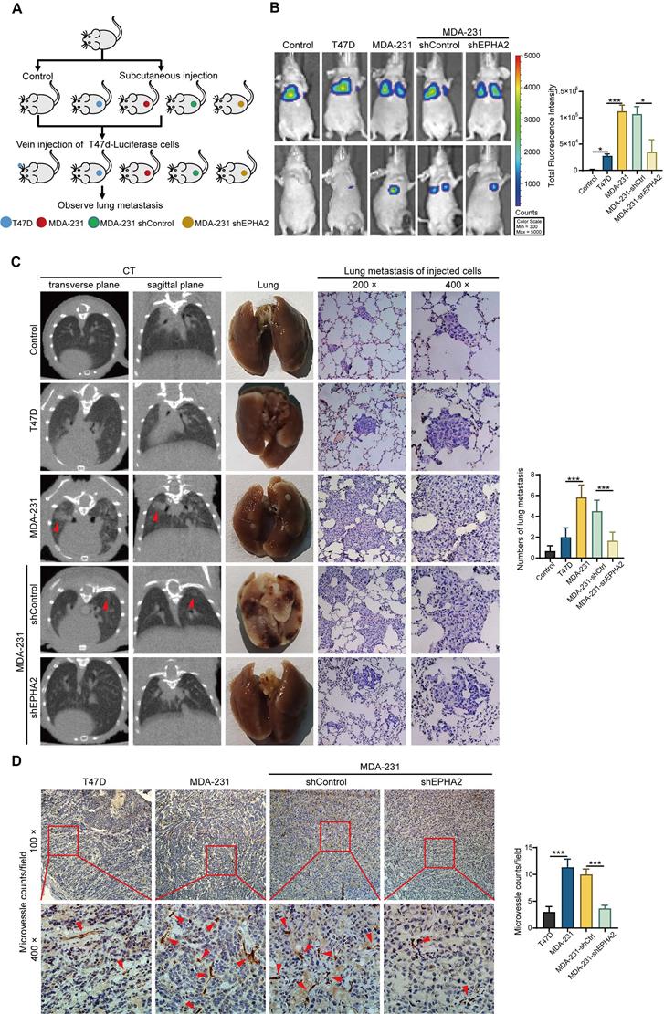 Exosomal EPHA2 derived from highly metastatic breast cancer cells ...