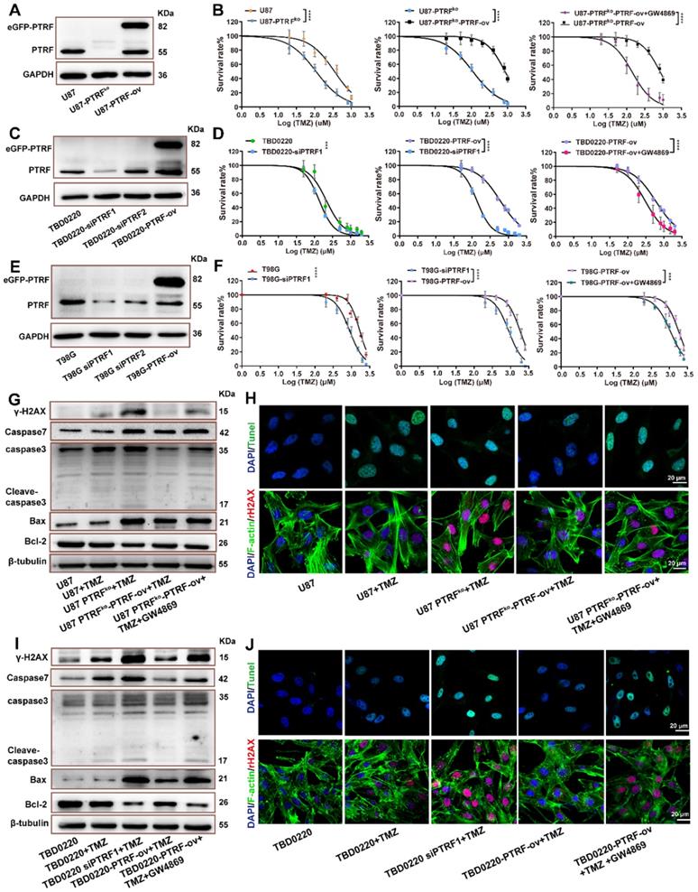 PTRF/Cavin-1 enhances chemo-resistance and promotes temozolomide efflux ...