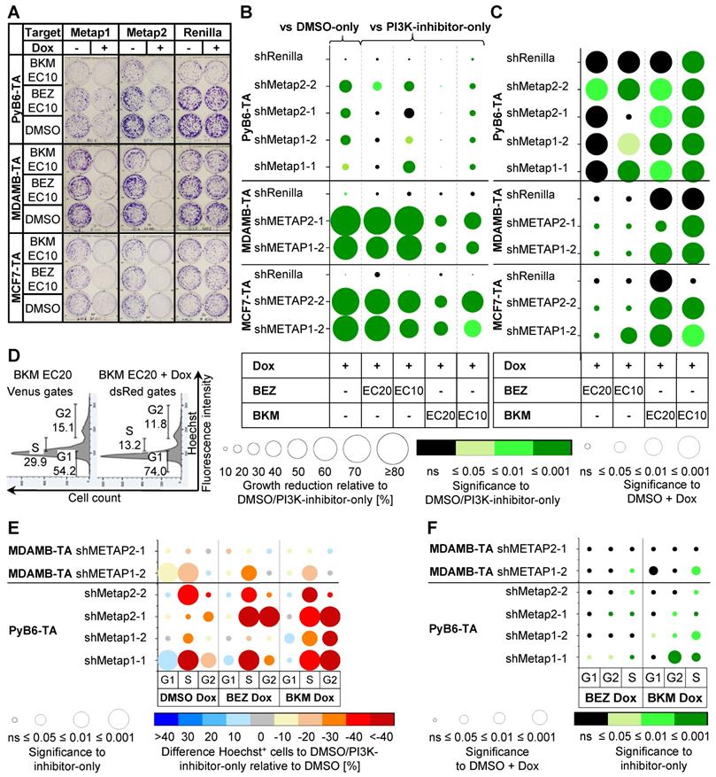 RNA interference screens discover proteases as synthetic lethal ...
