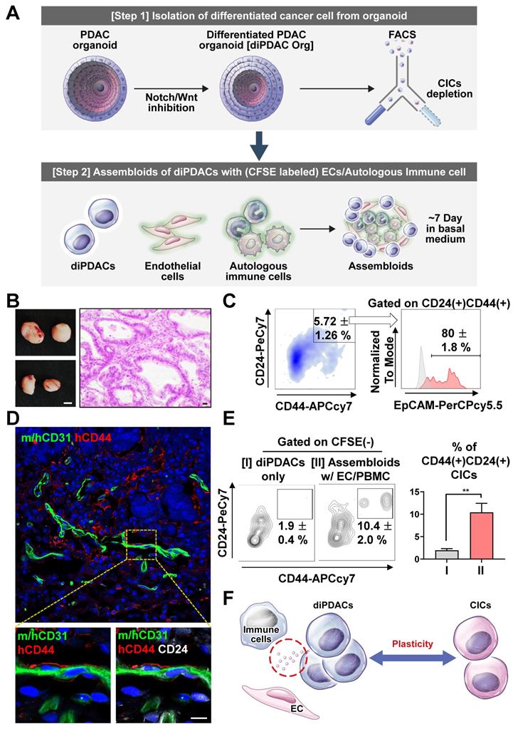 The role of Jagged1 as a dynamic switch of cancer cell plasticity in ...