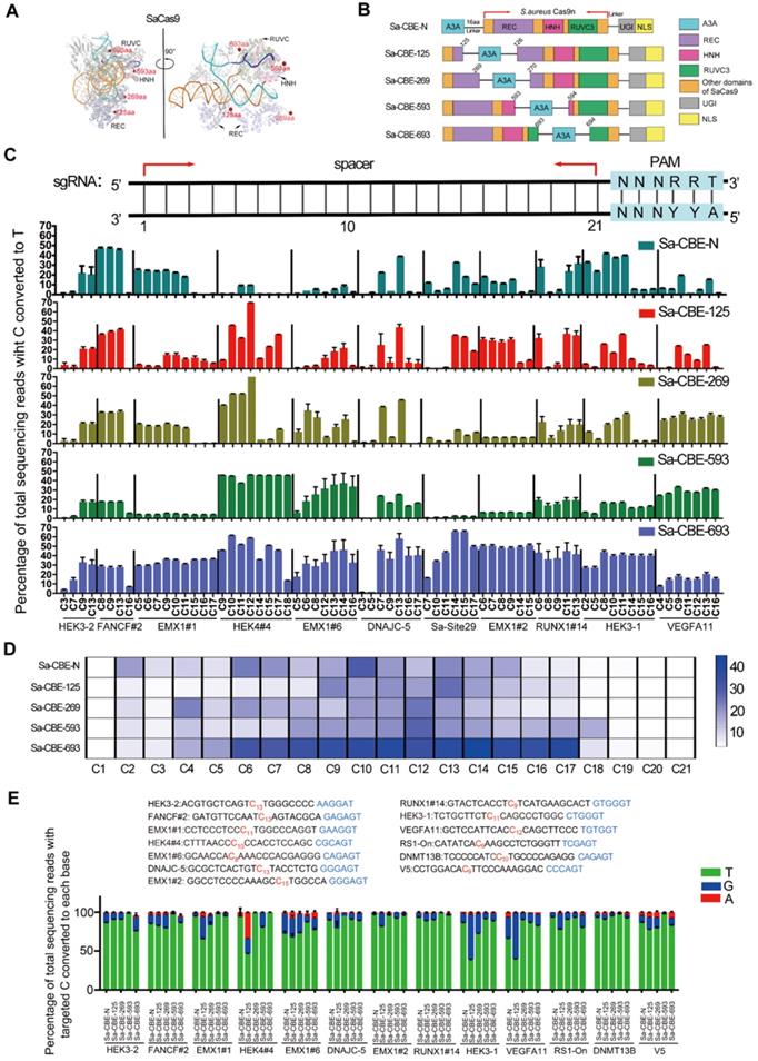 Internally inlaid SaCas9 base editors enable window specific base editing