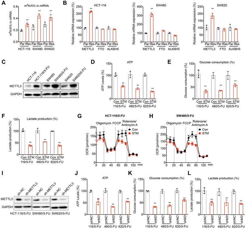 N6-methyladenosine-mediated LDHA induction potentiates chemoresistance ...