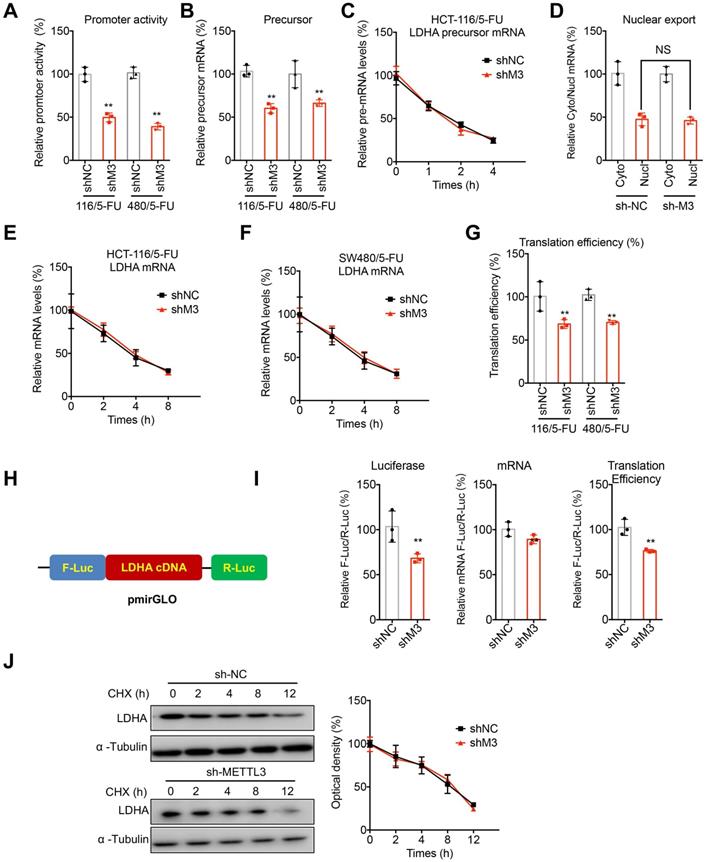 N6-methyladenosine-mediated LDHA induction potentiates chemoresistance ...