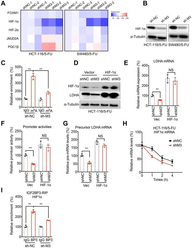 N6-methyladenosine-mediated LDHA induction potentiates chemoresistance ...