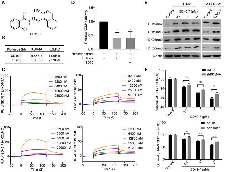 KDM4 inhibitor SD49-7 attenuates leukemia stem cell via KDM4A/MDM2 ...