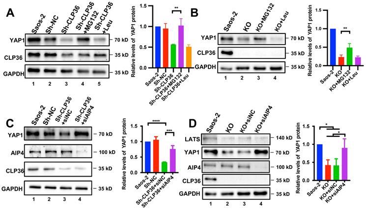 CLP36 promotes p53 deficient sarcoma progression through suppression of ...