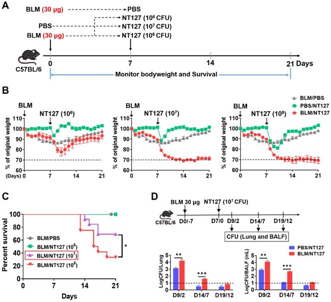 Essential role of IL-17 in acute exacerbation of pulmonary fibrosis ...