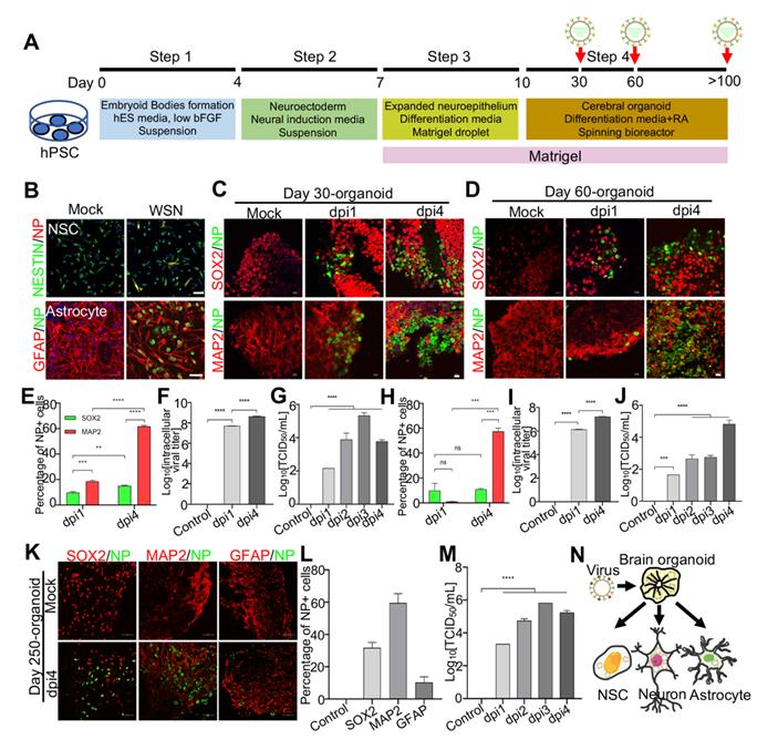 Recapitulating influenza virus infection and facilitating antiviral and ...