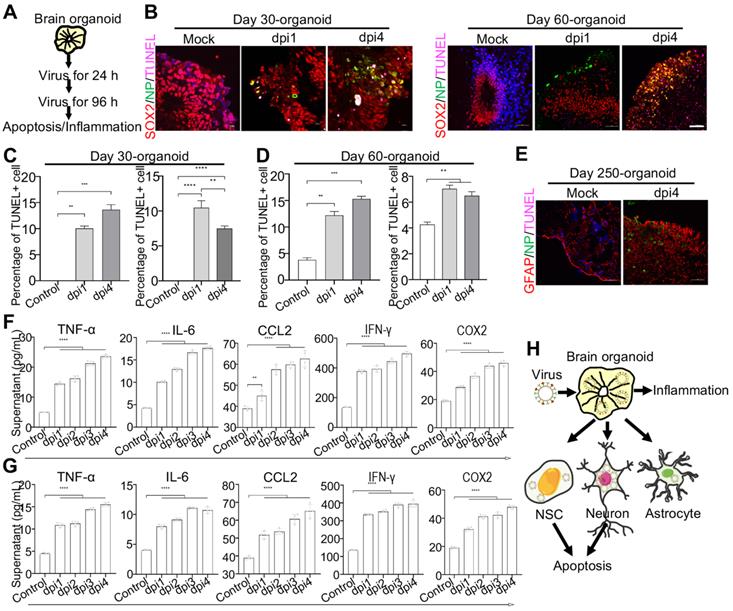 Recapitulating influenza virus infection and facilitating antiviral and ...