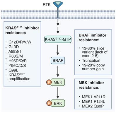 Conquering oncogenic KRAS and its bypass mechanisms