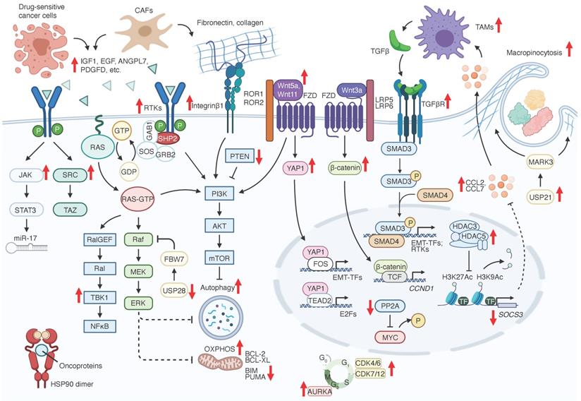 Conquering oncogenic KRAS and its bypass mechanisms