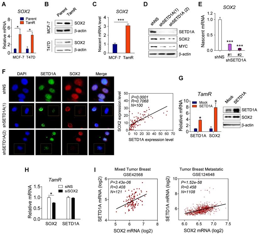 SETD1A-SOX2 axis is involved in tamoxifen resistance in estrogen ...