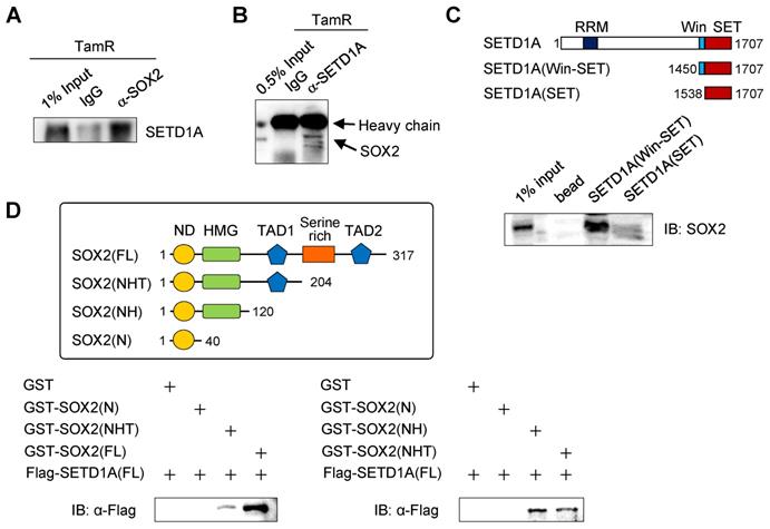 SETD1A-SOX2 axis is involved in tamoxifen resistance in estrogen ...