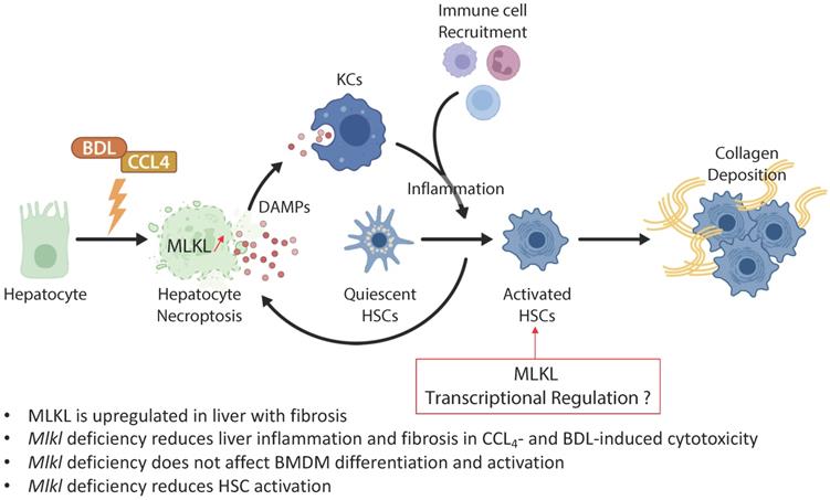 Multiple functions of MLKL in liver fibrosis, from necroptosis to ...