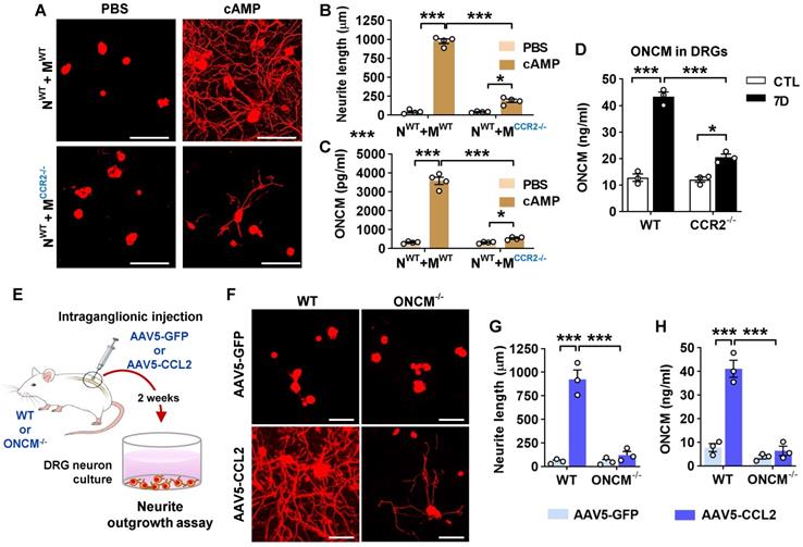 Nanogel-mediated delivery of oncomodulin secreted from regeneration ...
